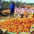 From Fighting Depression To Amassing USD 2 Mn Fortune: The Zed Farmer's ...