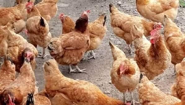 AgDevCo Announces Investment of USD 3Mn Into Uzima Chicken Ltd